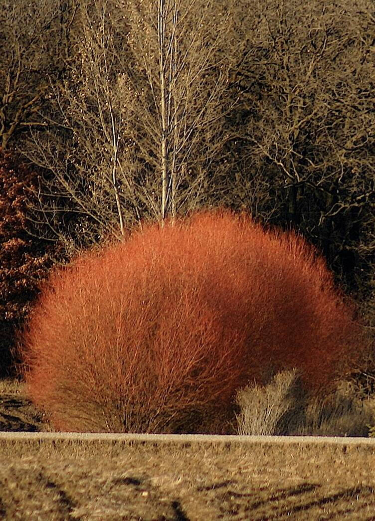 and nd its glossy green foliage in summer yellow fall color and bright ...